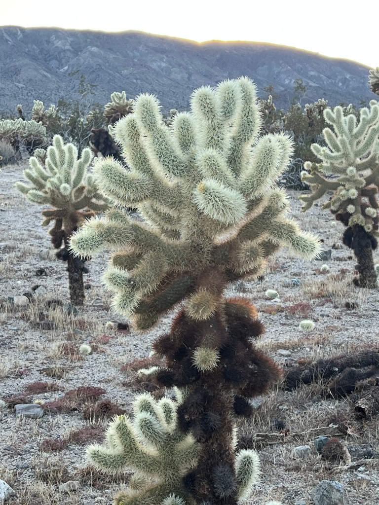 From the wound…Rises a New Hope | A Teacher’s Journey Through - Inward ...